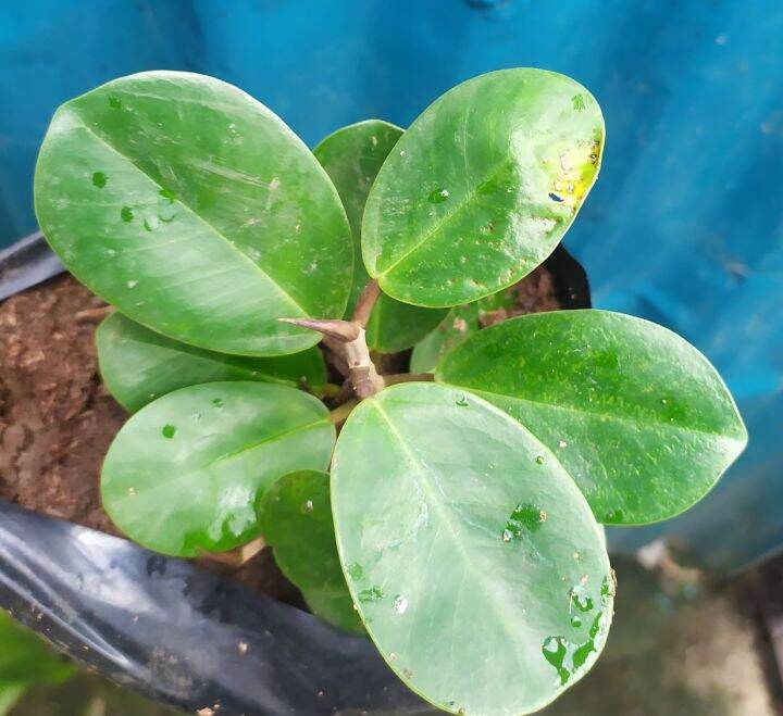 Ficus Nana (Small) for Luzon Area Only | Lazada PH