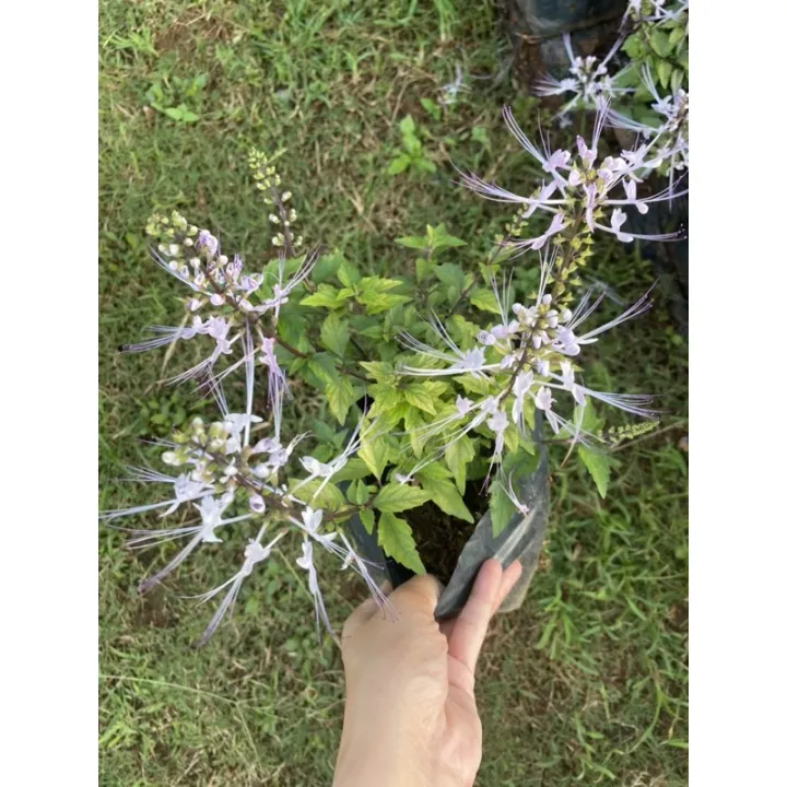 ส่งฟรี…!!ต้นหญ้าหนวดแมว หญ้าหนวดแมว สมุนไพรรักษาความดัน เบาหวาน นิ่ว ...