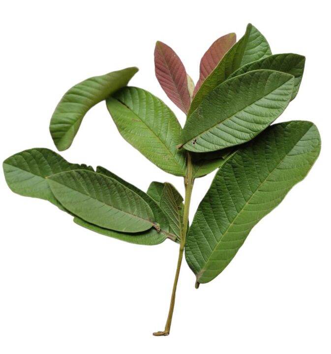 CLEAN AND GREEN 100G BAYABAS LEAVES TRADITIONAL | Lazada PH