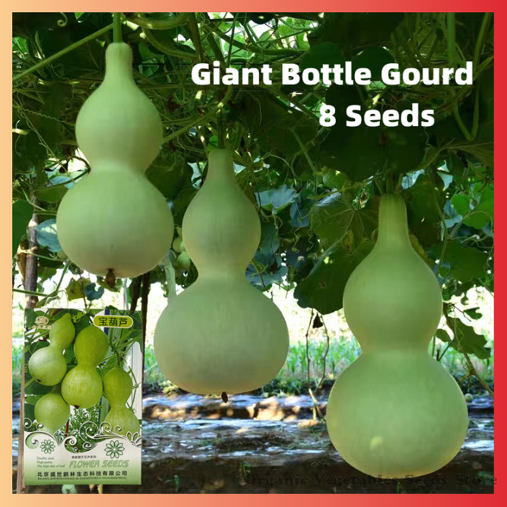 8 Seeds High Yield Edible Giant Bottle Gourd Seeds for Planting Biji ...