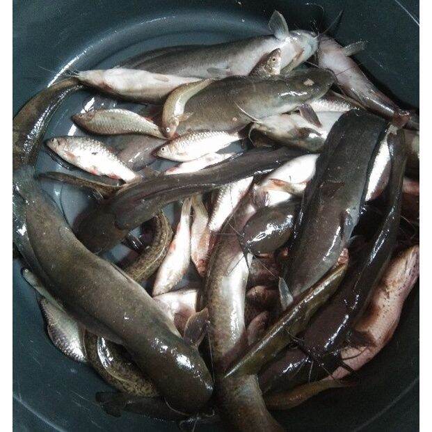 Electric Fishing Machine Ultrasonic Inverter Fish Shocker Stunner for ...