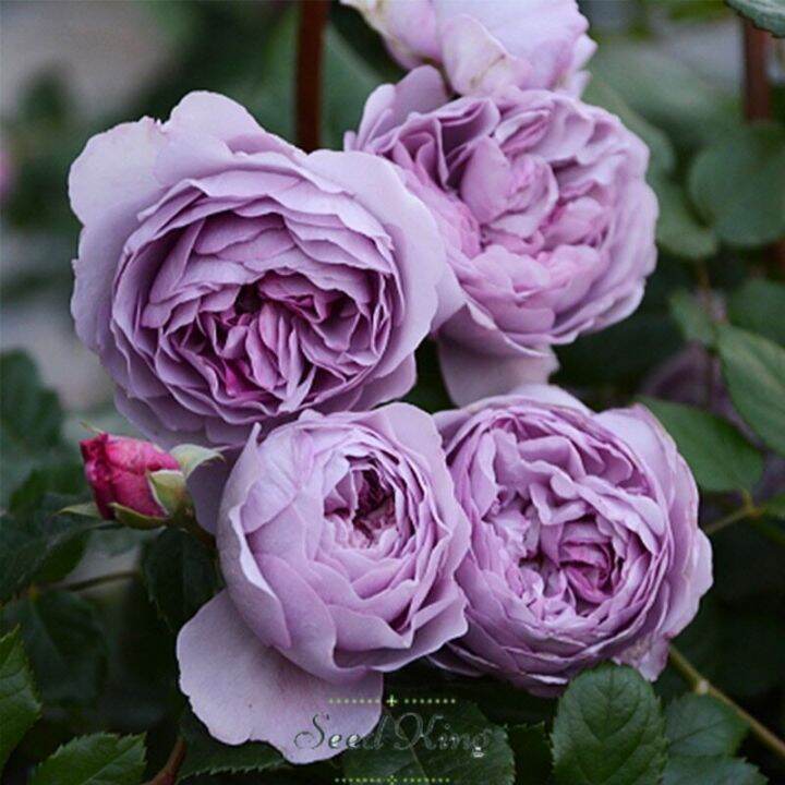 100pcs Mix CLIMBING ROSE Seeds Live Flower Plants In Pot Pokok Bunga ...