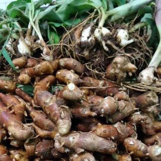 Malaysia Stock Fresh CEKUR / KENCUR 250g | Lazada