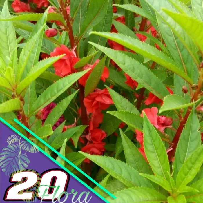 Pohon Pacar - Tanaman Hias Pohon Bunga Pacar | Lazada Indonesia