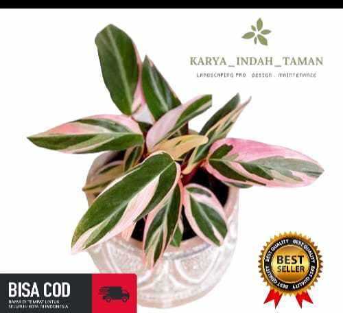 tanaman hias meranti bali - calathea meranti bali - calathea - tanaman ...