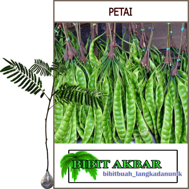 Bibit Tanaman Petai | Lazada Indonesia