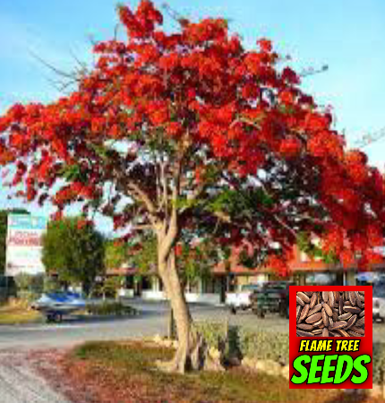 High-Quality "Delonix Regia or Flame Tree Seeds FLM1 " 1 Gram ...