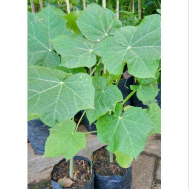 Bibit Pohon Getah Jarak, Bibit Tanaman Daun Jarak, Daun Jarak | Lazada ...