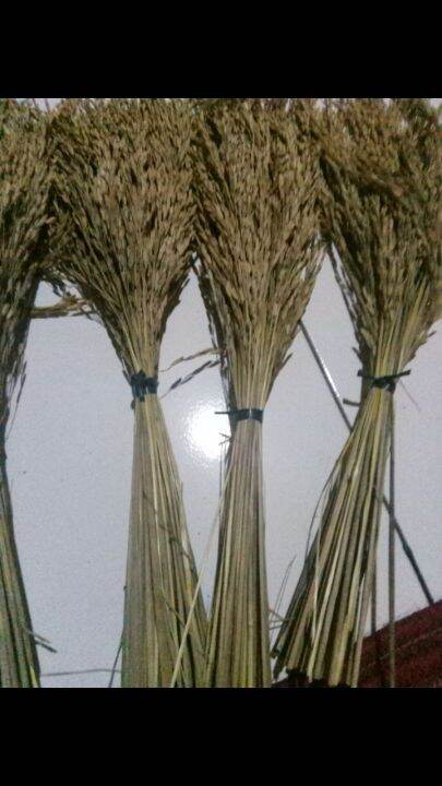 Padi Putih lengkap bersama tangkai omannya per ikat @ isi 50 batang ...