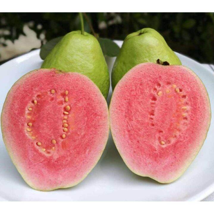 Taiwan Pink Guava，Air Pink Taiwan 台湾粉红芭乐 | Lazada