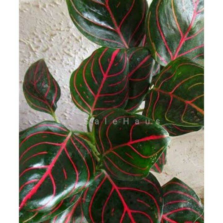 Aglaonema Red Vein Rare Variety Indoor / Outdoor Plant seeds It's a ... Aglaonema Red Vein Rare Variety Indoor / Outdoor Plant seeds It's a ...