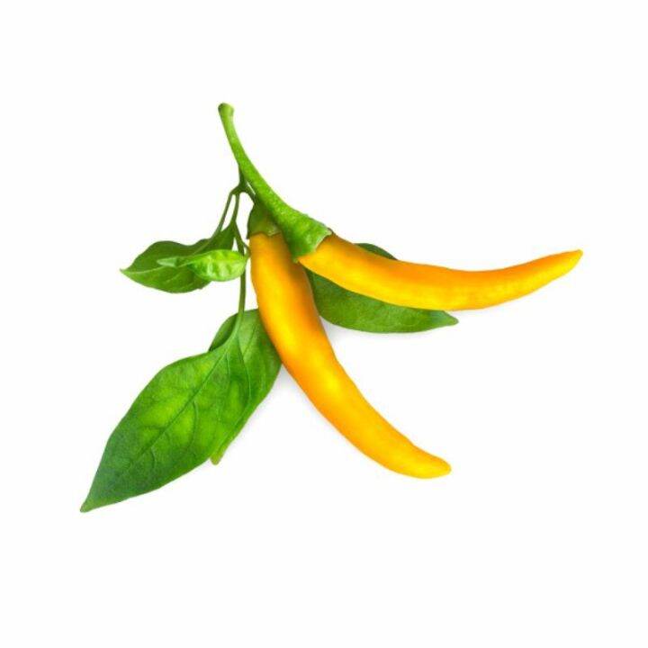*Rare* Yellow Chilli Seeds *Pesticide-free* | Lazada PH