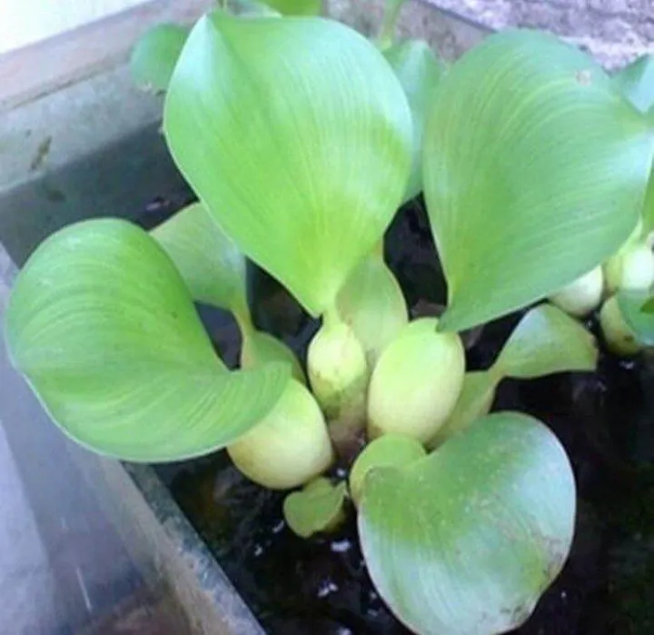 tanaman air eceng gondok - eceng gondok hiasan kolam dan aquarium ...