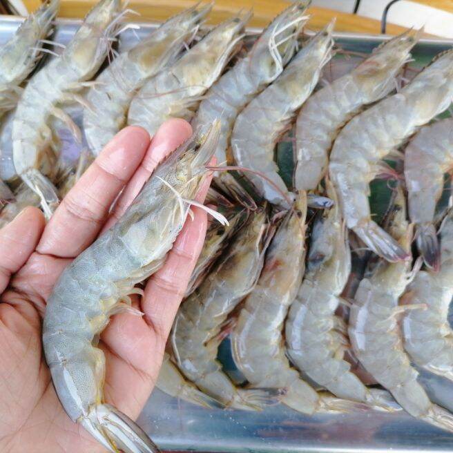 SHIMP (HIPON) 1/2 KG | Lazada PH