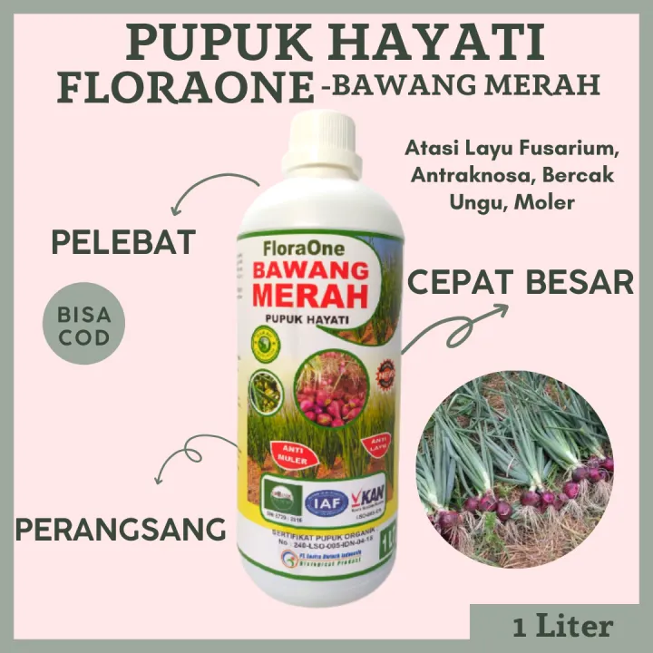 Pupuk Untuk Bawang Merah, Pupuk Hayati Cegah Moler Pada Tanaman Bawang ... Pupuk Untuk Bawang Merah, Pupuk Hayati Cegah Moler Pada Tanaman Bawang ...