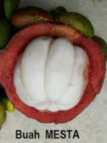 Pokok Manggis Mesta hybrid | Lazada