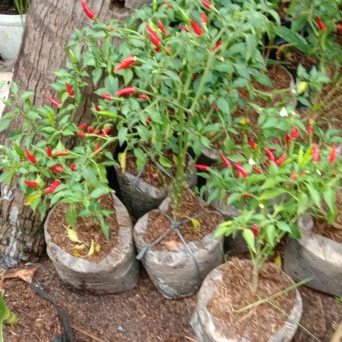 TANAMAN tanaman pohon cabe rawit berbuah lebat | Lazada Indonesia