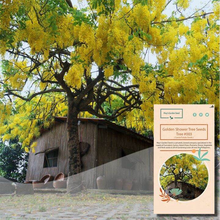 buy three get six free(Not Plants) Golden Shower Tree Seeds, Cassia Fistula Seeds, Tree Seeds ...