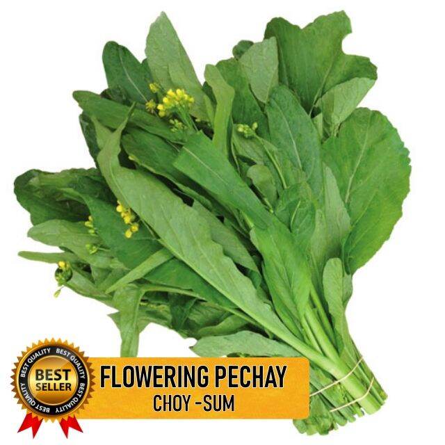 (100PCS SEEDS) FLOWERING PECHAY/CHOY-SUM/CHINESE PECHAY/FOR BACKYARD ...