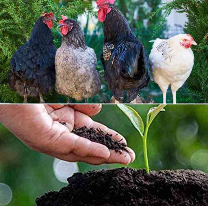 DRIED CHICKEN MANURE for your lovely plants & garden 1KILO | Lazada PH