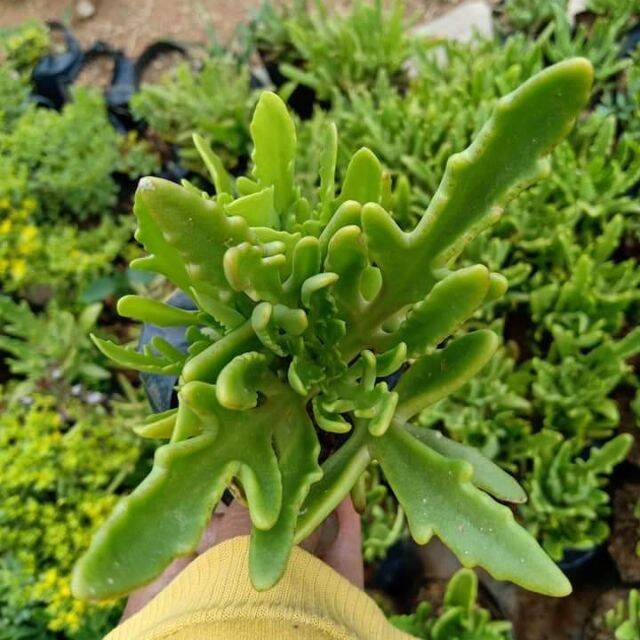 Chicken Feet Succulent (Kalanchoe Laciniata) - Free pot and white ...