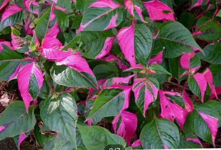 PARTY TIME PLANT ALTERNANTHERA PARTY TIME INDOOR OUTDOOR PLANT REAL OR ...