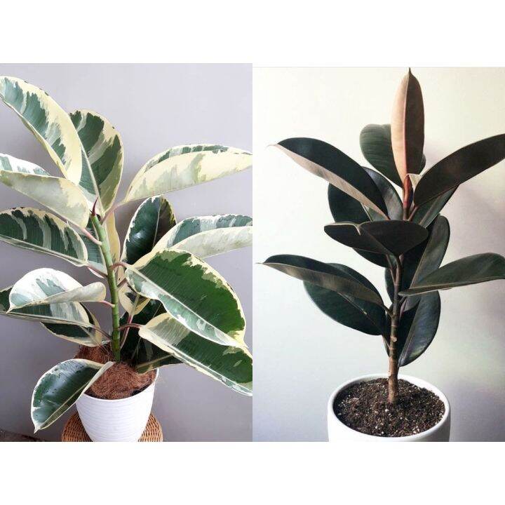 Tanaman Hias Karet Kebo - Tanaman Indoor Ficus Elastica - Rubber Plant ...
