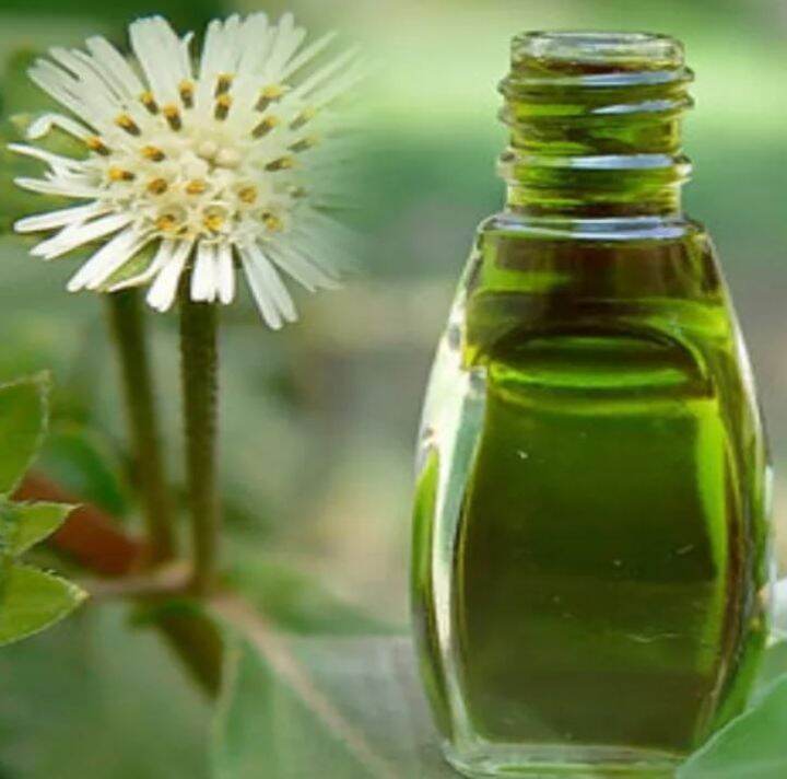 obat tradisional Minyak Urang Aring 1 L Eclipta Alba Pure 100% ...