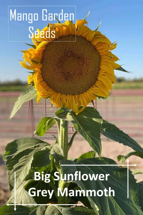 Grey Mammoth Big Sunflower Seeds - 10 Seed *Pot Friendly* Tanam Pasu ...