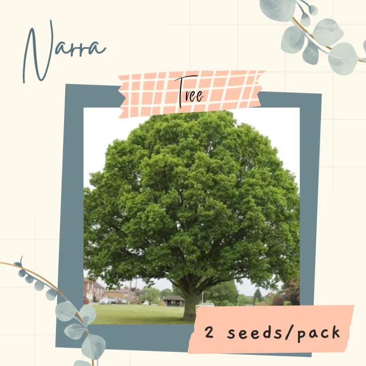 Narra Seeds for Planting (2 seeds) TREE | Lazada PH
