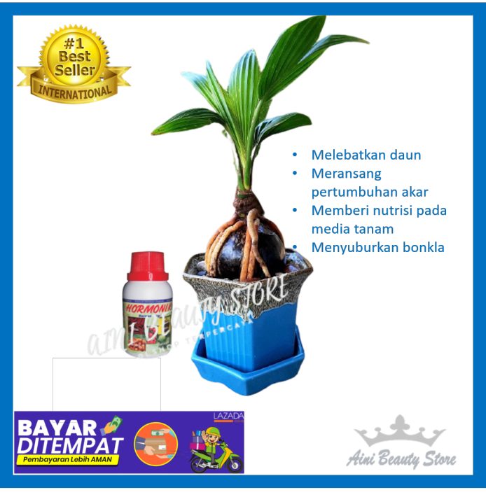 COD Obat Oles Perangsang Akar - Obat Perangsang Tumbuh Akar - Obat ...
