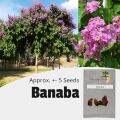 [Plantfilled] Banaba Tree Seeds for planting | Trees | Approx. 5 Seeds ...