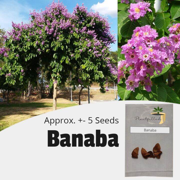 [Plantfilled] Banaba Tree Seeds for planting | Trees | Approx. 5 Seeds ...