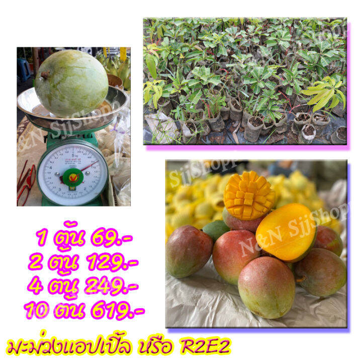 มะม่วงR2E2หรือมะม่วงแอปเปิ้ล 10 ต้น รสชาติหวาน เนื้อละเอียดเนียน ไม่มี ...