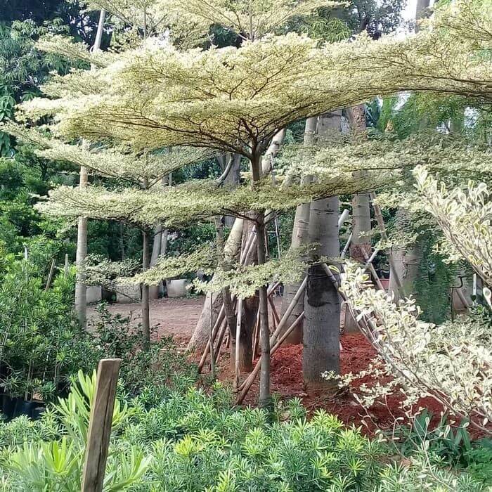 KETAPANG KENCANA VARIEGATA | Lazada Indonesia