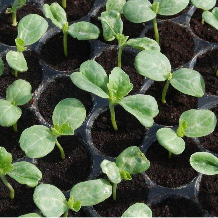 Seedling Tray Semaian 3pcs = 312 lubang holes 4cm 104 holes/tray | Lazada