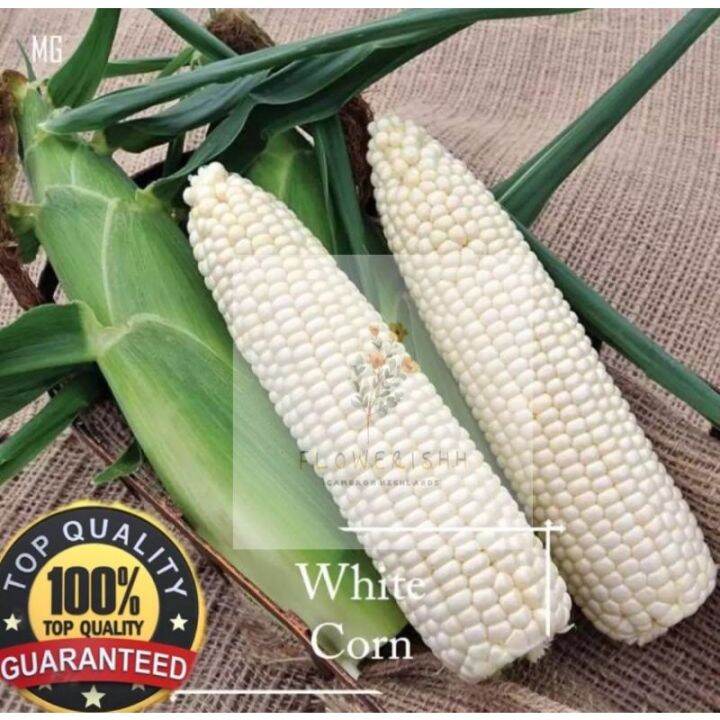 [READYSTOCK 🌽] GRADE AA FRESH JAGUNG MANIS SUSU CAMERON (WHITE SWEET ...