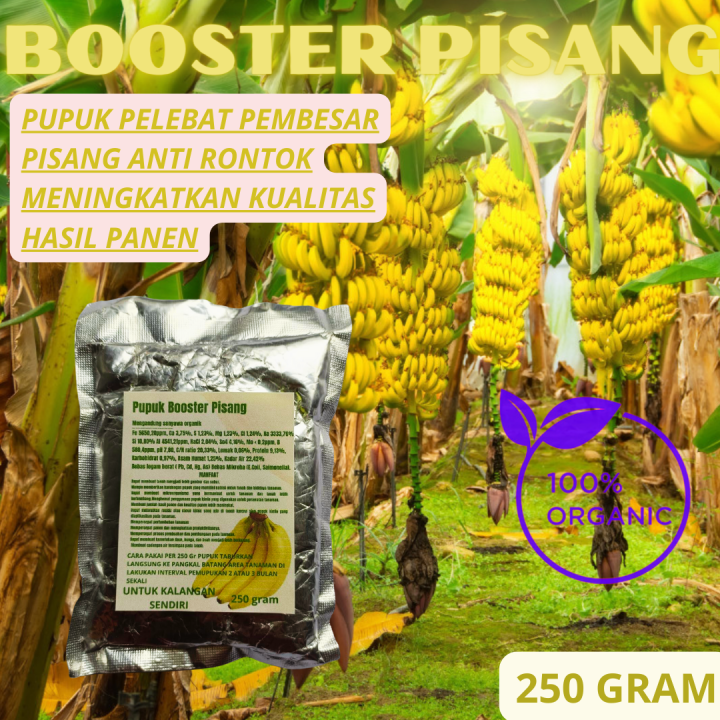 Pupuk Booster Pelebat Buah Pisang Organik / Pupuk Pisang Pemacu dan Pelebat Perangsang Buah ...