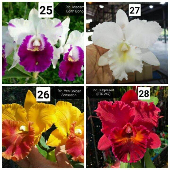 Orkid cattleya. Cattleya Orchids. Cattleya hybrid. Saiz anak dalam pasu ...