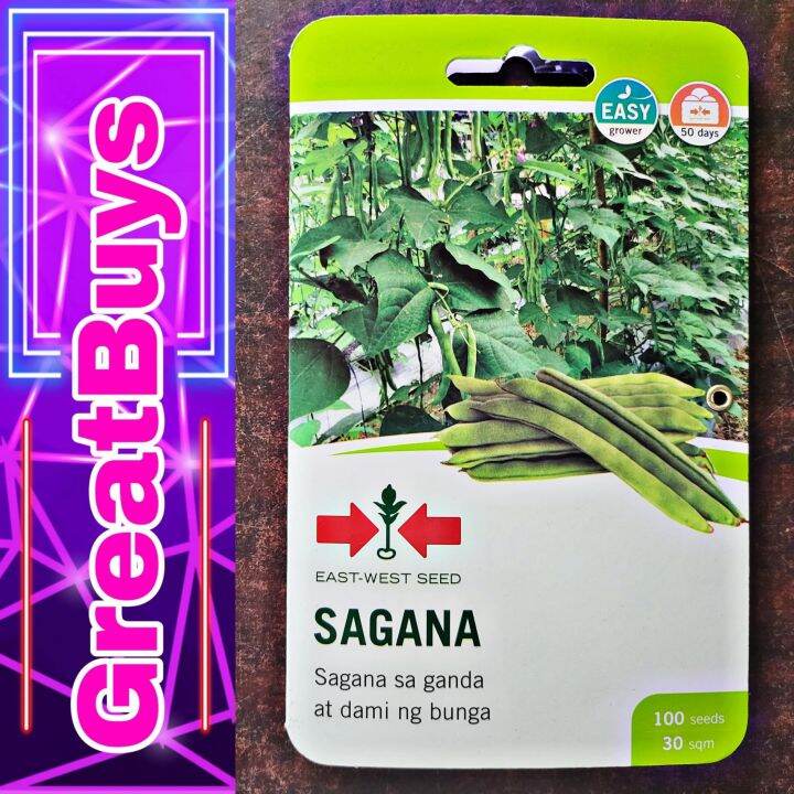 SAGANA OPV SNAP BAGUIO BEANS SEEDS (100 SEEDS) EAST WEST SEEDS | Lazada PH
