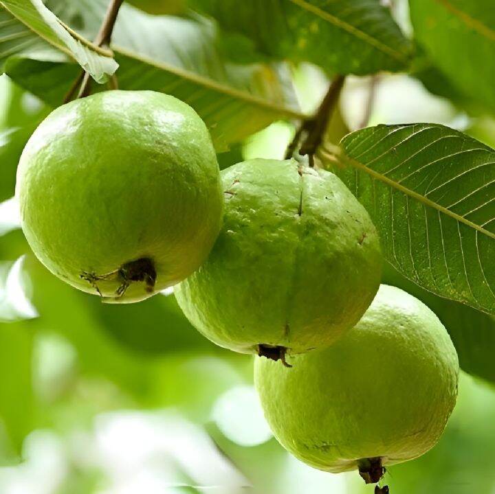 GUAVA SEEDS (BAYABAS NATIVE) PINK FRUIT INSIDE | Lazada PH