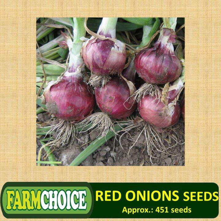 SIBUYAS / RED ONION (It's a seed, not a plant!) | Lazada PH