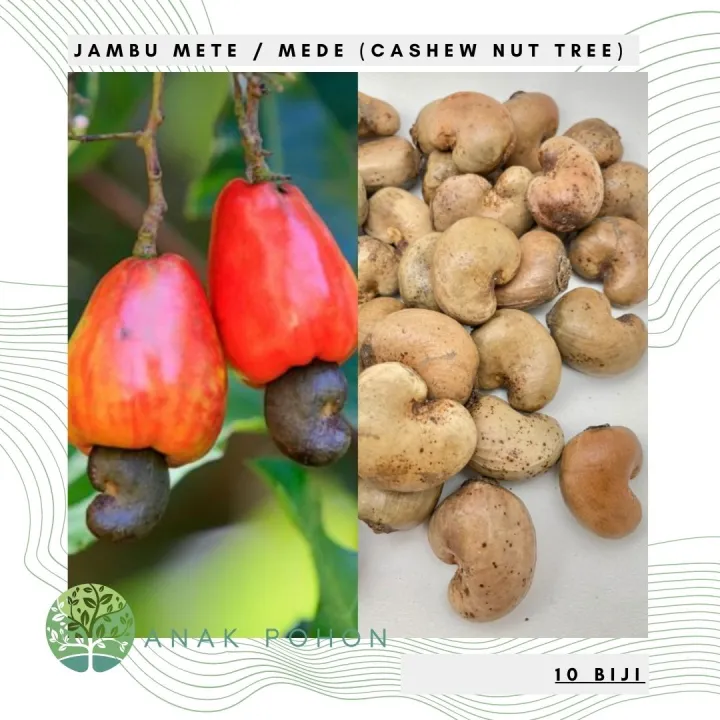 Jambu Monyet Mede Kacang Mete Cashew Nut Tree Seeds Buy 1 Get 1 Free 50 ...