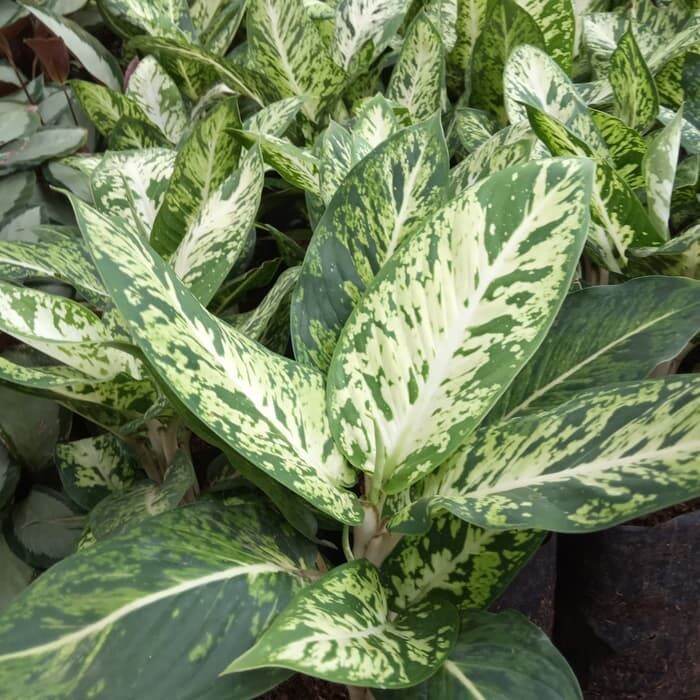 tanaman blanceng zebra - blanceng zebra - aglonema zebra | Lazada Indonesia