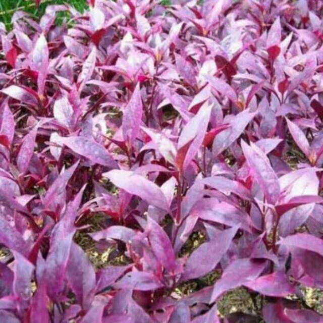Tanaman Bayam Merah Pohon Ervah | Lazada Indonesia