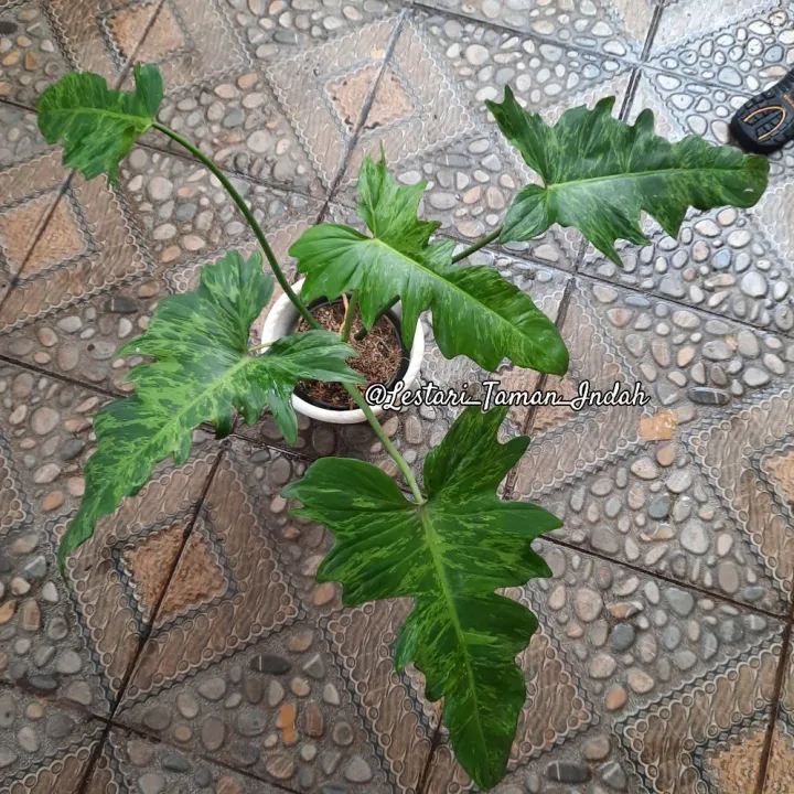 tanaman hias philodendron golden dragon philo dragon | Lazada Indonesia