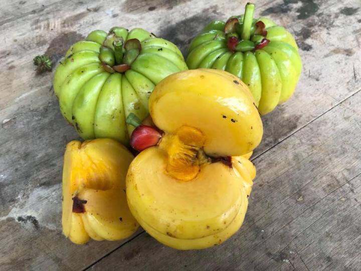 Pokok asam gelugur Thailand / asam keping (pokok kahwin) | Lazada