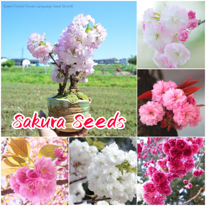 [Easy to grow in Malaysia] Japanese Sakura Seeds Flower Seeds for ...