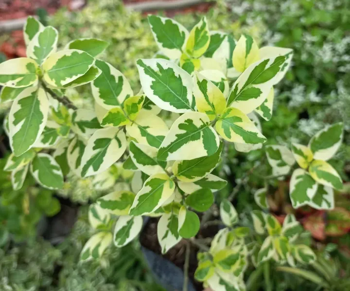 VARIEGATED CHINESE VIOLET OUTDOOR PLANT LIVE PLANTS LIVE PLANT LIVE ...