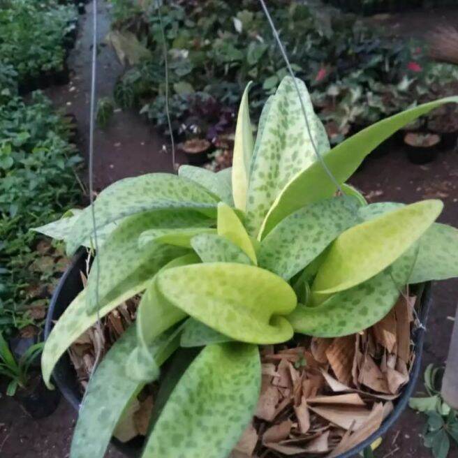 Tanaman hias lidah katak-lidah kodok | Lazada Indonesia